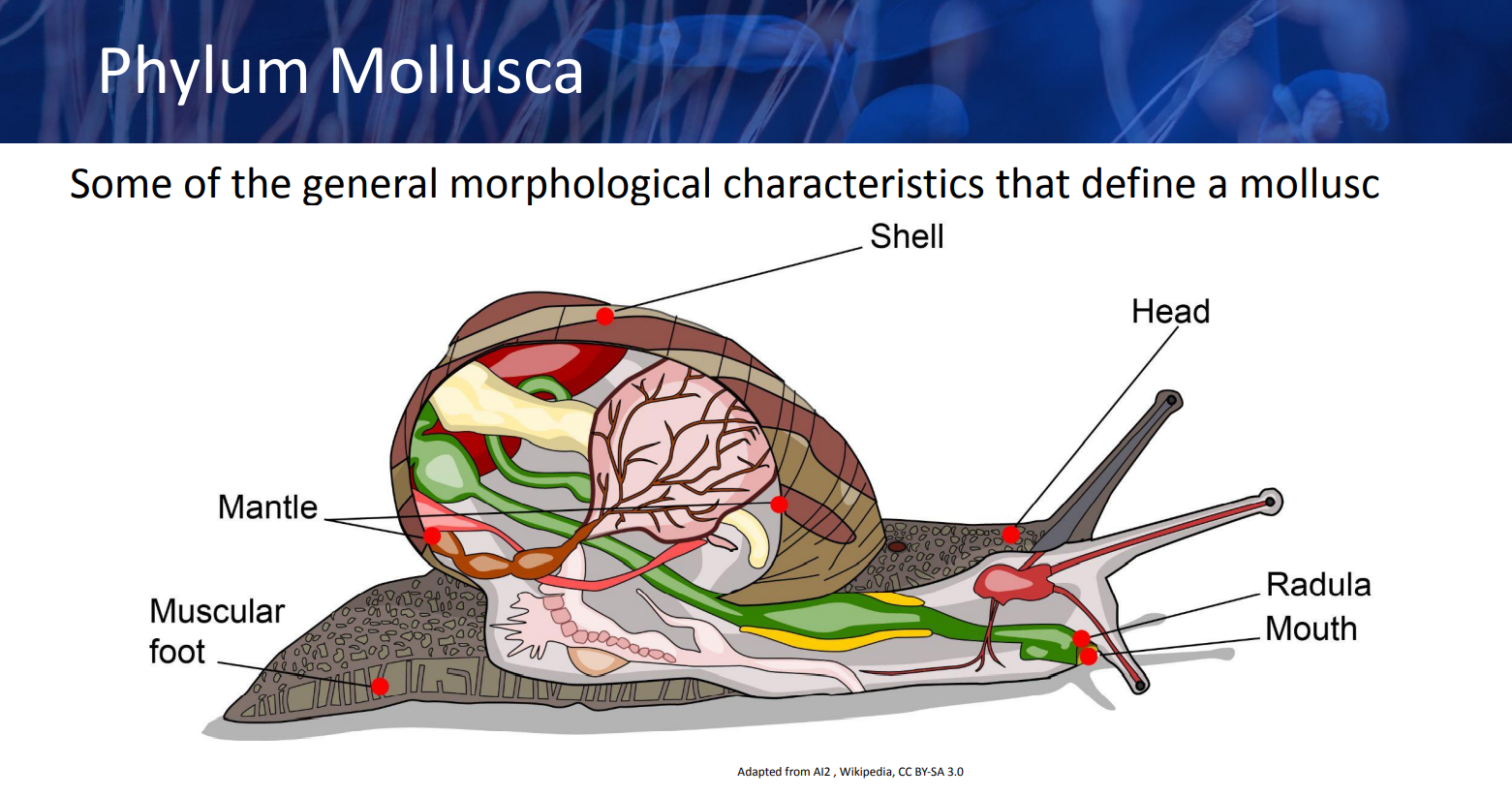 Solved Consider the following typical molluscan | Chegg.com