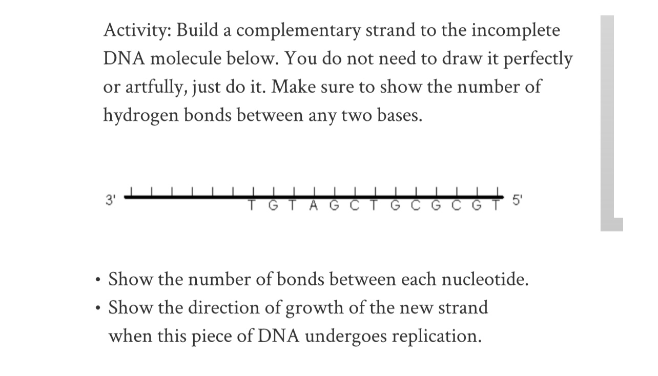 Solved Activity: Build a complementary strand to the | Chegg.com