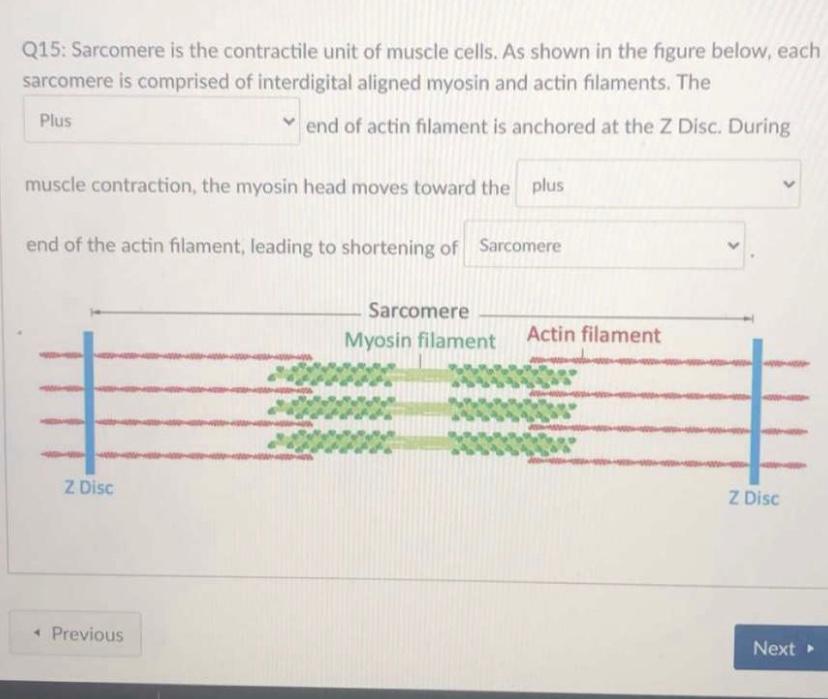 Solved Q15: Sarcomere is the contractile unit of muscle | Chegg.com