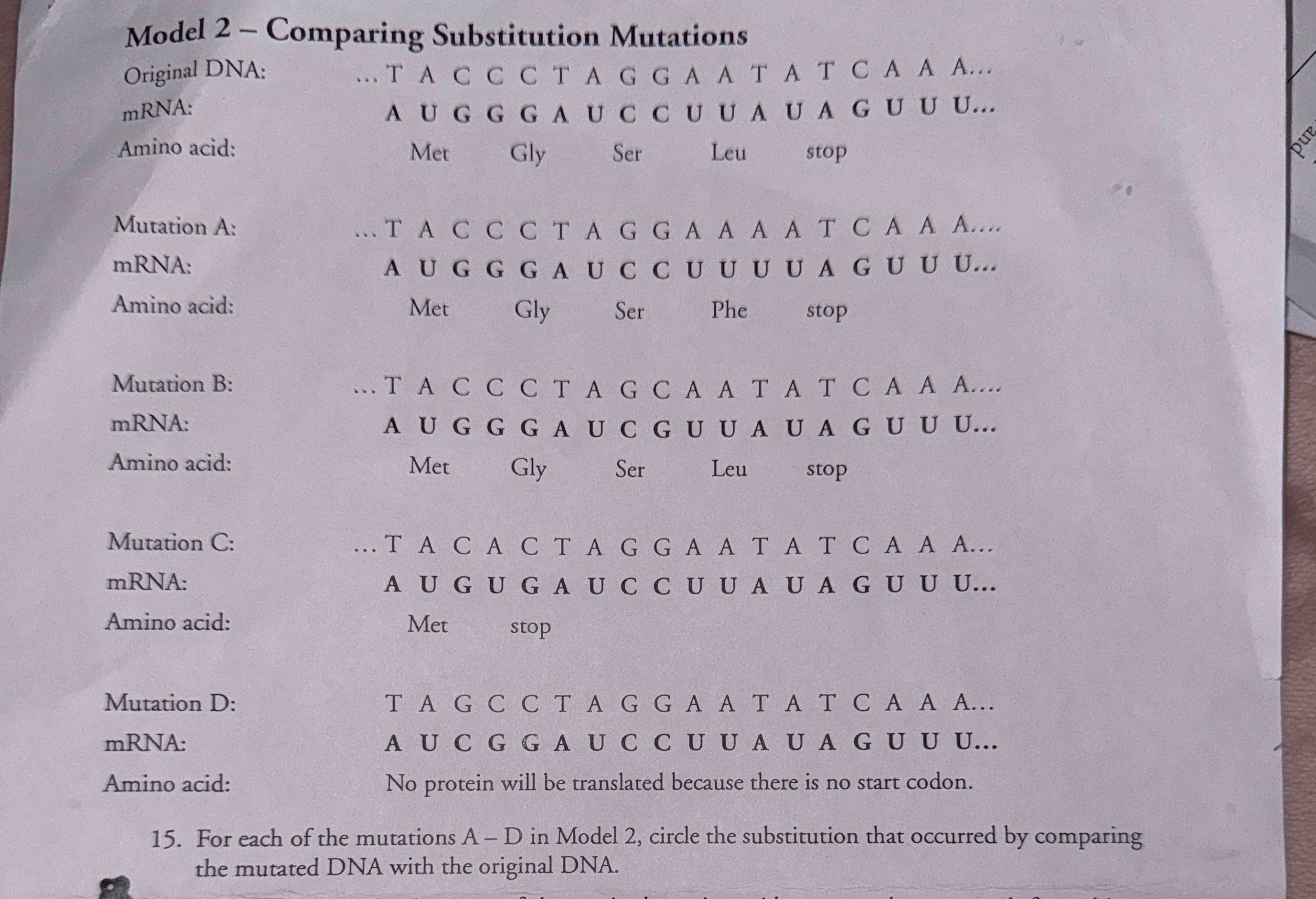 Solved Model 2 - ﻿Comparing Substitution Mutations15. ﻿For | Chegg.com
