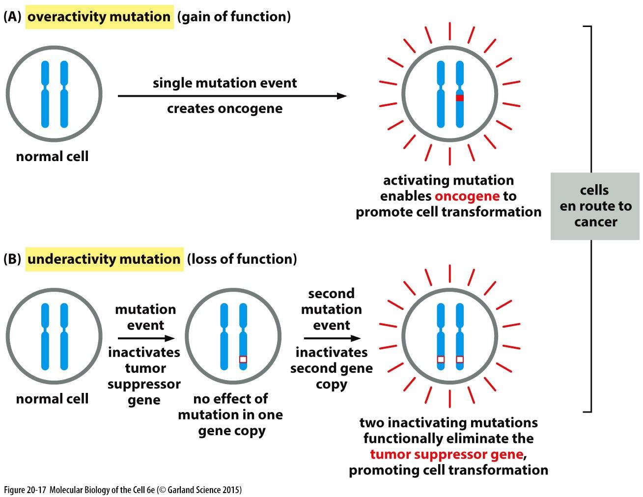 Tumor Suppressor Genes And Proto Oncogenes