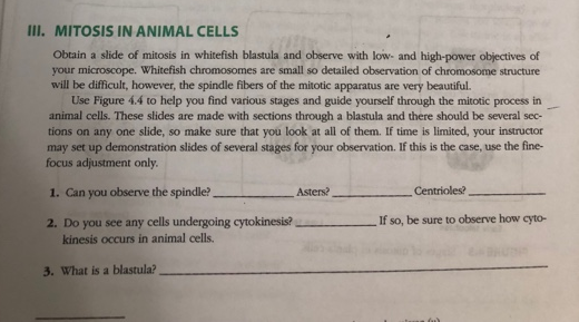 Solved III. MITOSIS IN ANIMAL CELLS Obtain a slide of | Chegg.com