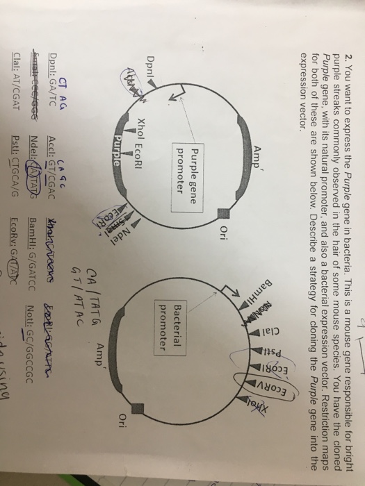 Solved 2. You want to express the Purple gene in bacteria. | Chegg.com