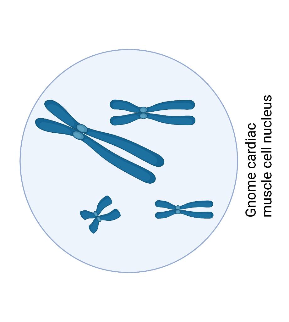 Solved G0 describes a phase where cells are "resting", and | Chegg.com