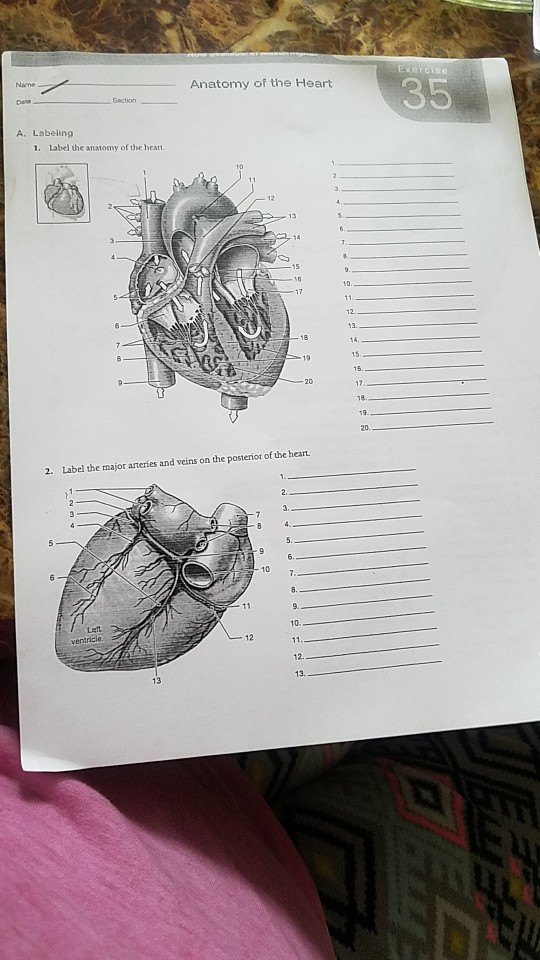 Solved Anatomy of the Heart 35 A. Labeling 1· Label the | Chegg.com