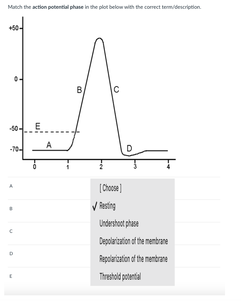 Solved Match the action potential phase in the plot below | Chegg.com