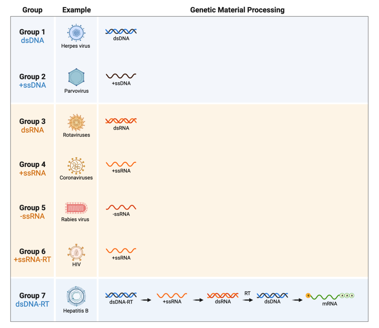 Solved WS 1: Baltimore Classification System 50 years ago, | Chegg.com