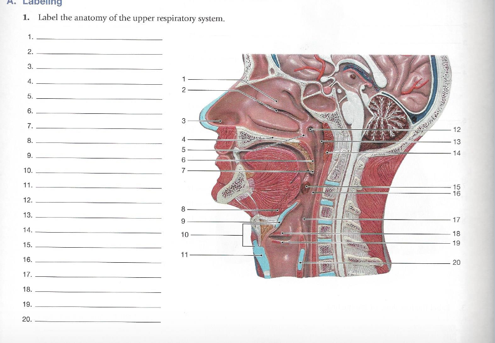 Solved 1. Label the anatomy of the upper respiratory system | Chegg.com