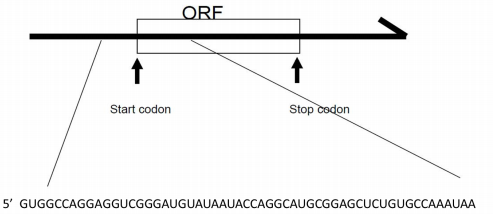 Solved Translate the mRNA open reading frame below. Write | Chegg.com