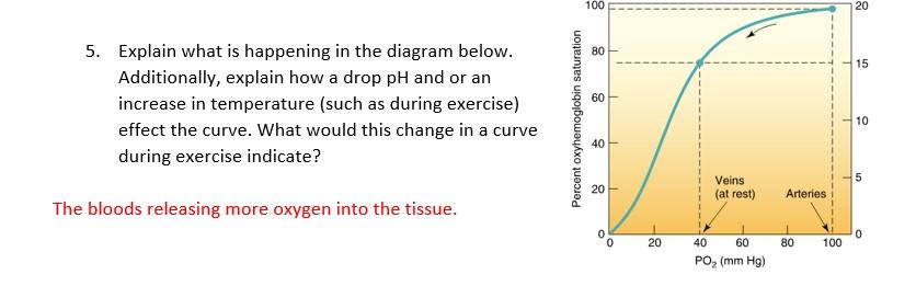Solved 4. How does tissue thickness impact diffusion? What | Chegg.com