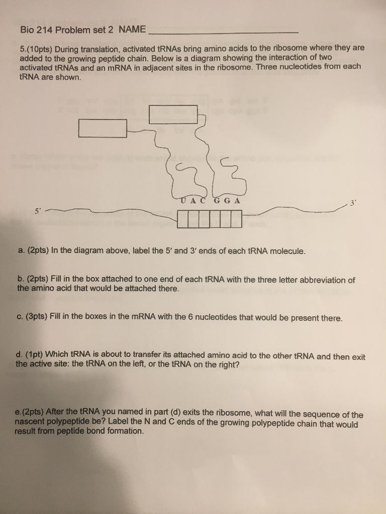 Solved During translation, activated tRNAs bring amino acids | Chegg.com