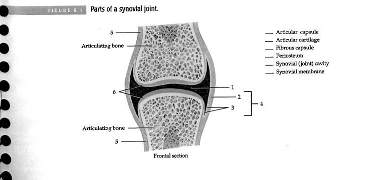 Solved Parts of a synovial joint. Articular capsule | Chegg.com