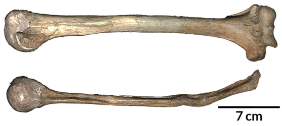 Solved Neandertal injuries include an upper right arm bone | Chegg.com