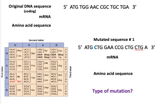 Solved 1. mRNA sequence? 2. Amino acid sequence? 3. What | Chegg.com