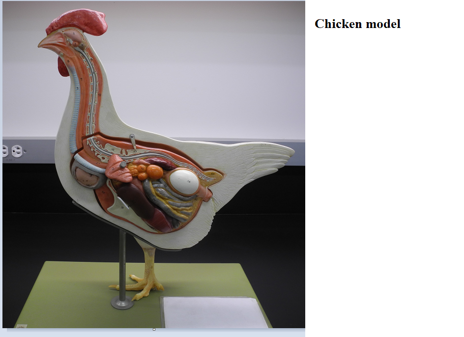 Solved Chicken model | Chegg.com