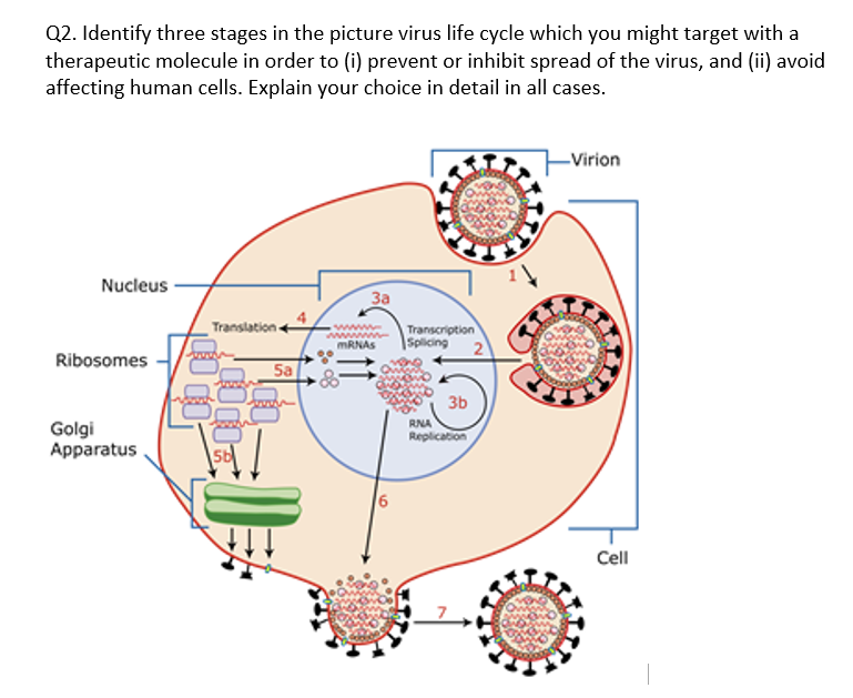 Solved Q2. Identify three stages in the picture virus life | Chegg.com