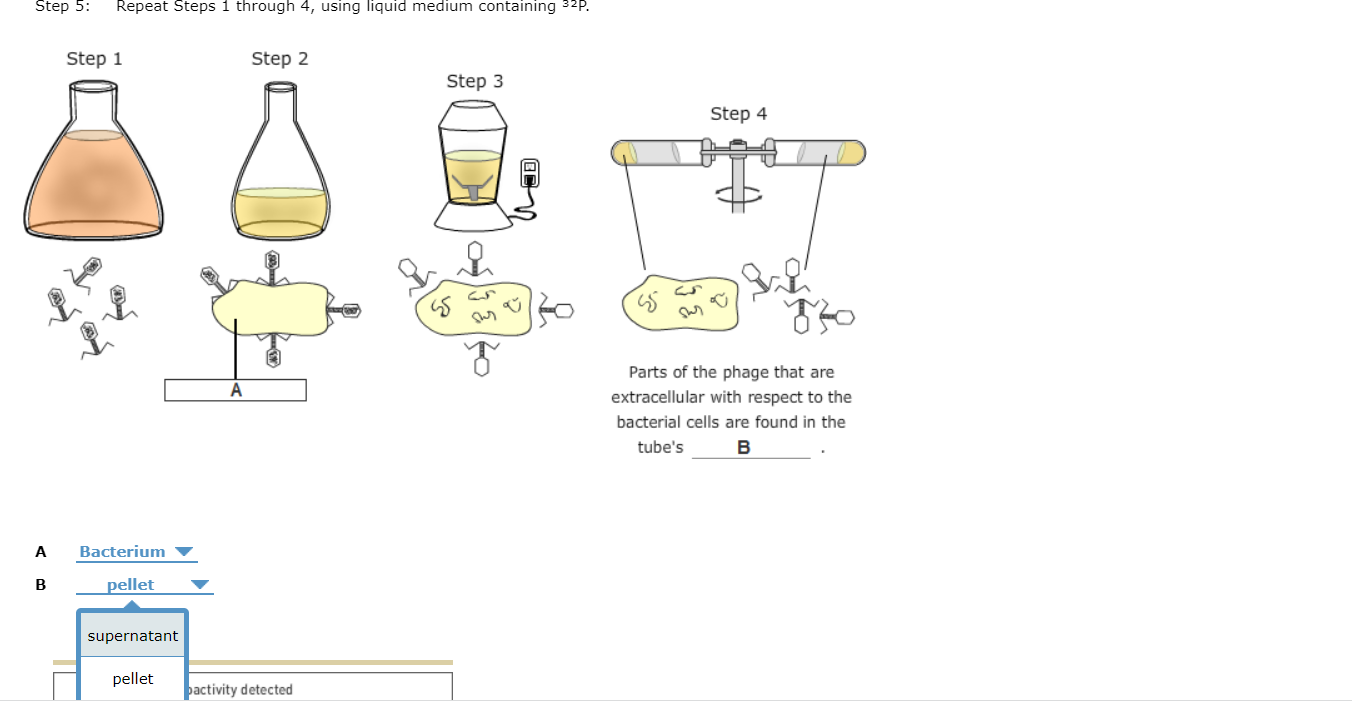 Solved 1. The Hershey and Chase experiment In 1952, Alfred | Chegg.com