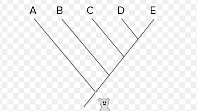Construct a phylogenetic tree based on the following | Chegg.com