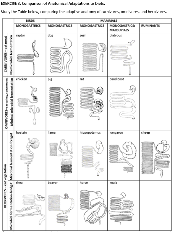 Solved EXERCISE 3: Comparison of Anatomical Adaptations to | Chegg.com