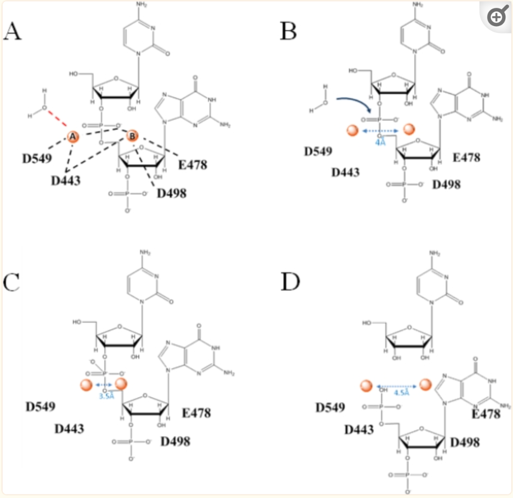 Propose an electron pushing diagram for RNAse H | Chegg.com