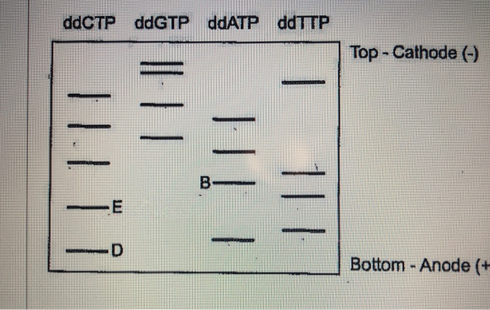 Solved ddCTP ddGTP ddATP ddTTP 1 Top-Cathode C) Bottom- | Chegg.com