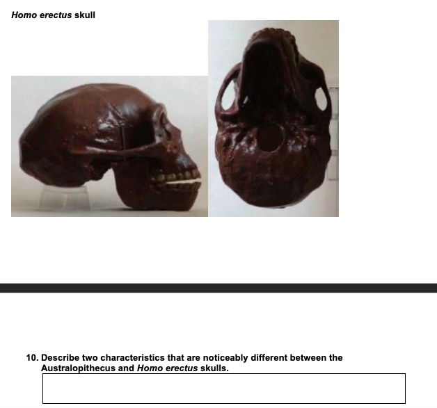 Solved COMPARING HOMINID SKULLS The anatomy of the skulls of | Chegg.com
