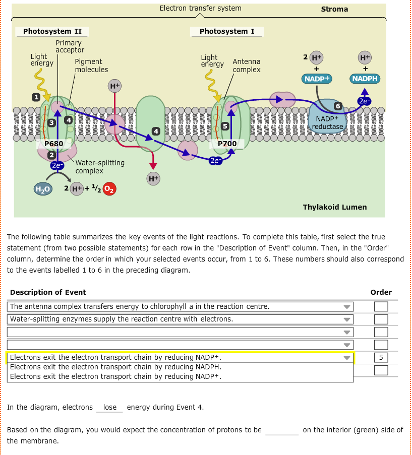 Photosystem 1 Diagram