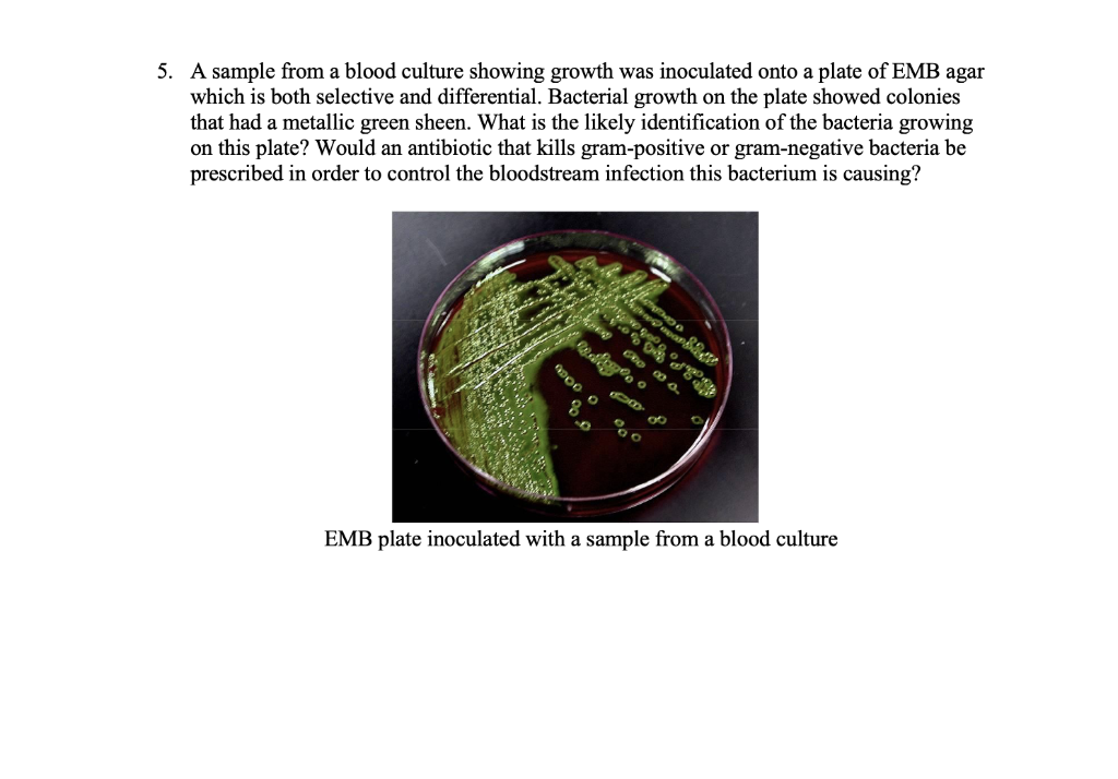 Solved 5. A sample from a blood culture showing growth was | Chegg.com