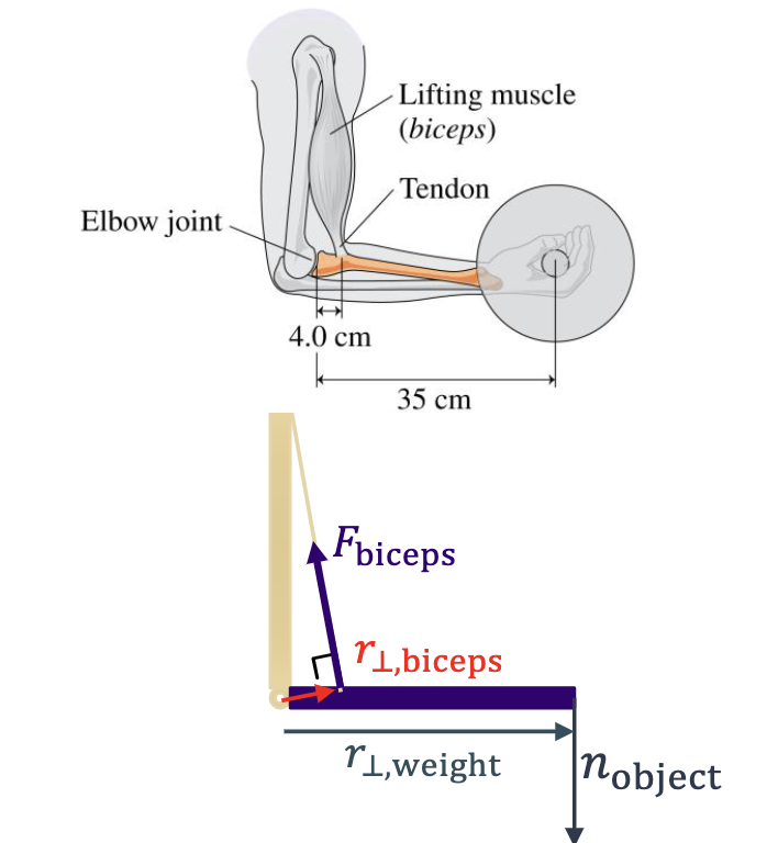 Solved A People Use Full Range Of Motion Of Biceps When