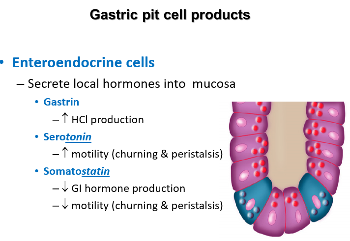 Solved Gastric pit cell products Pepsinogen-Pepsin - | Chegg.com