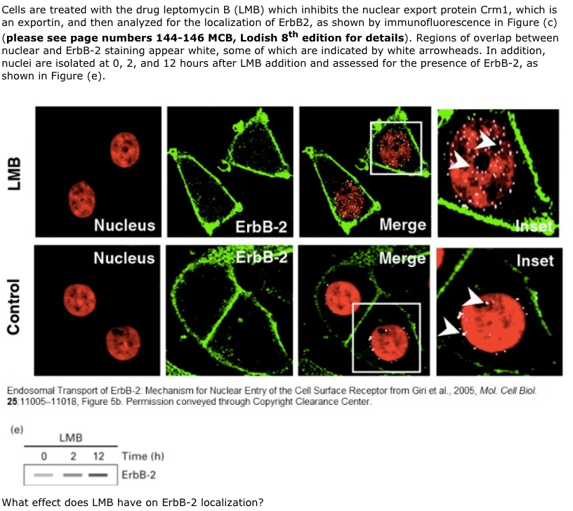 Solved Cells are treated with the drug leptomycin B (LMB) | Chegg.com