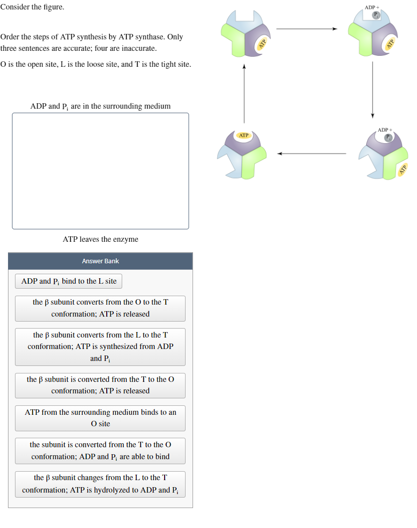 Solved Order the steps of ATP synthesis by ATP synthase. | Chegg.com