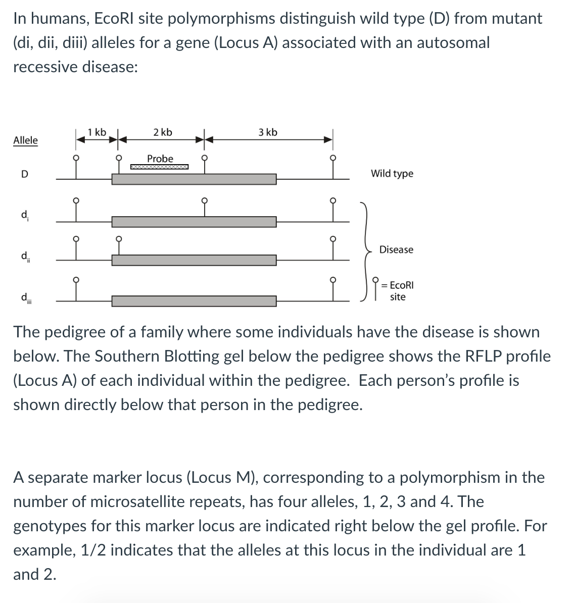 Solved In humans, EcoRI site polymorphisms distinguish wild | Chegg.com