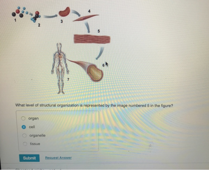 Solved What level of structural organization is represented | Chegg.com