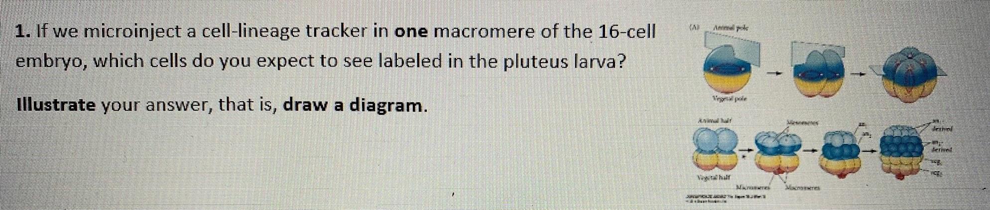 A 1. If we microinject a cell-lineage tracker in one | Chegg.com