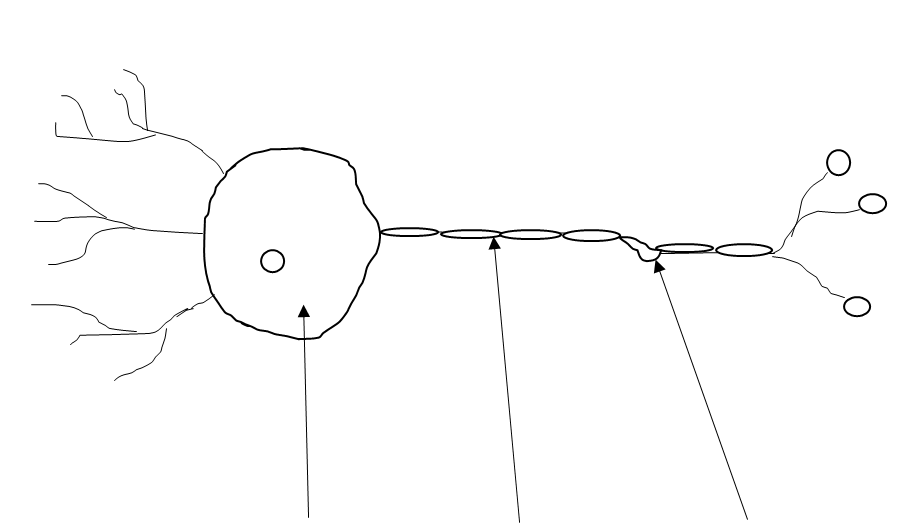 Part I: Identify each part of the neuron diagram | Chegg.com