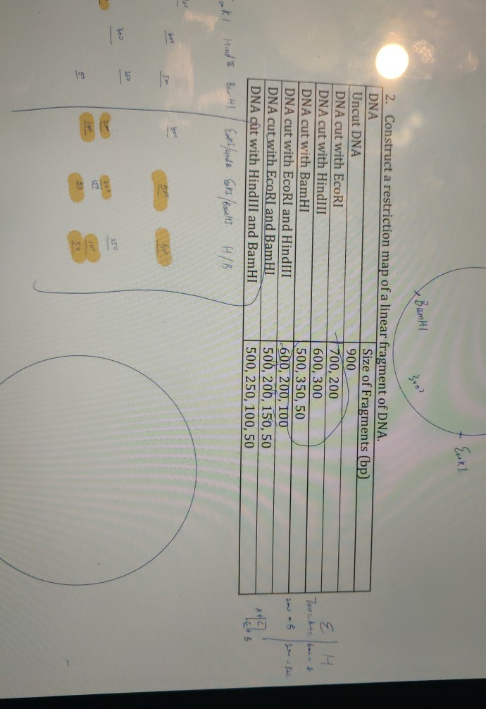 Solved t Ecokl & BamHI 2. Construct a restriction map of a | Chegg.com