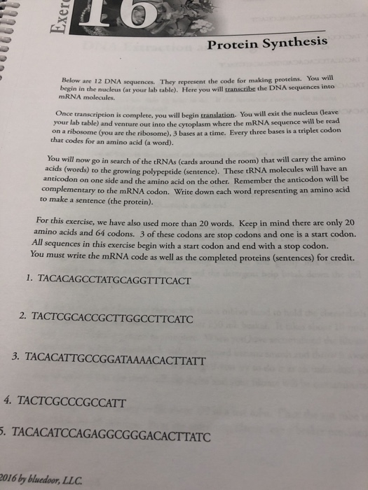 Solved Protein Synthesis Below are 12 DNA sequences. They | Chegg.com