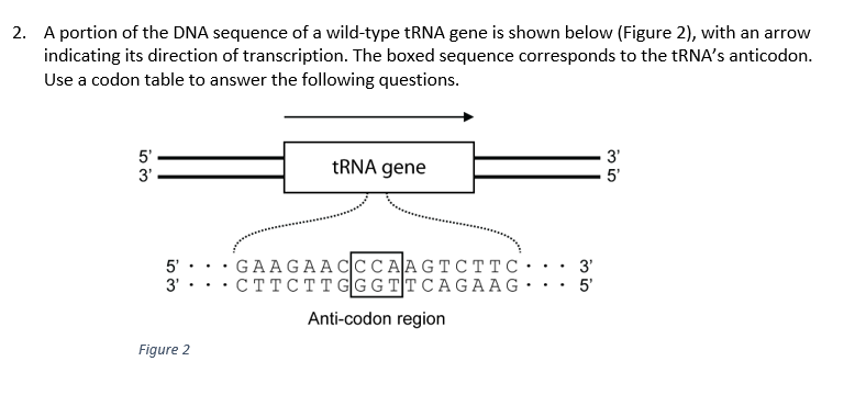 Solved B. An mRNA with the following partial sequence | Chegg.com