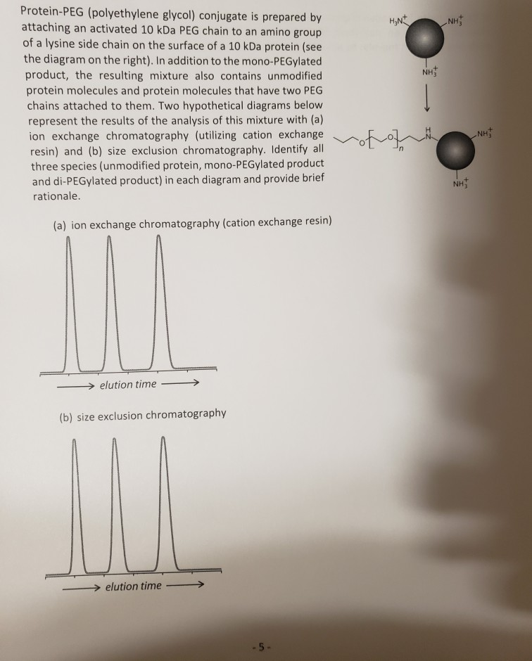 Solved H₂Nt NHH NH Protein-PEG (polyethylene glycol) | Chegg.com