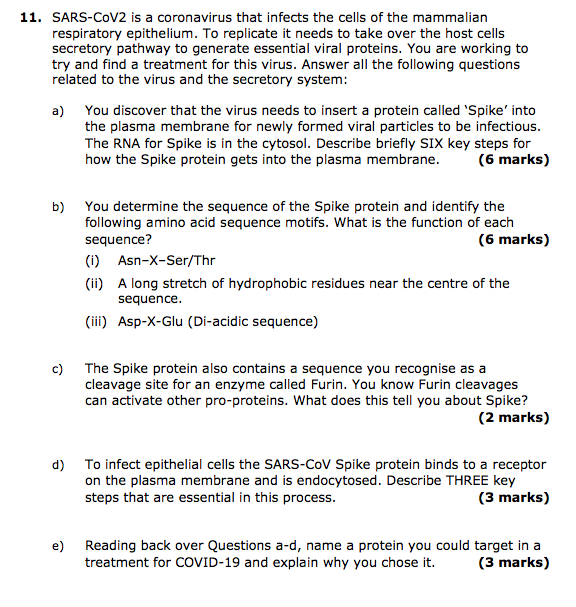 Solved 11. SARS-CoV2 is a coronavirus that infects the cells | Chegg.com