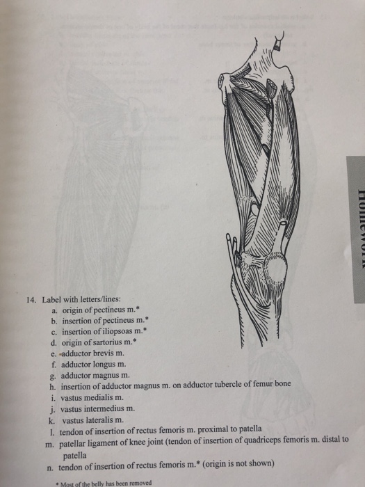Solved 14. Label with letters/lines: a. origin of pectineus | Chegg.com