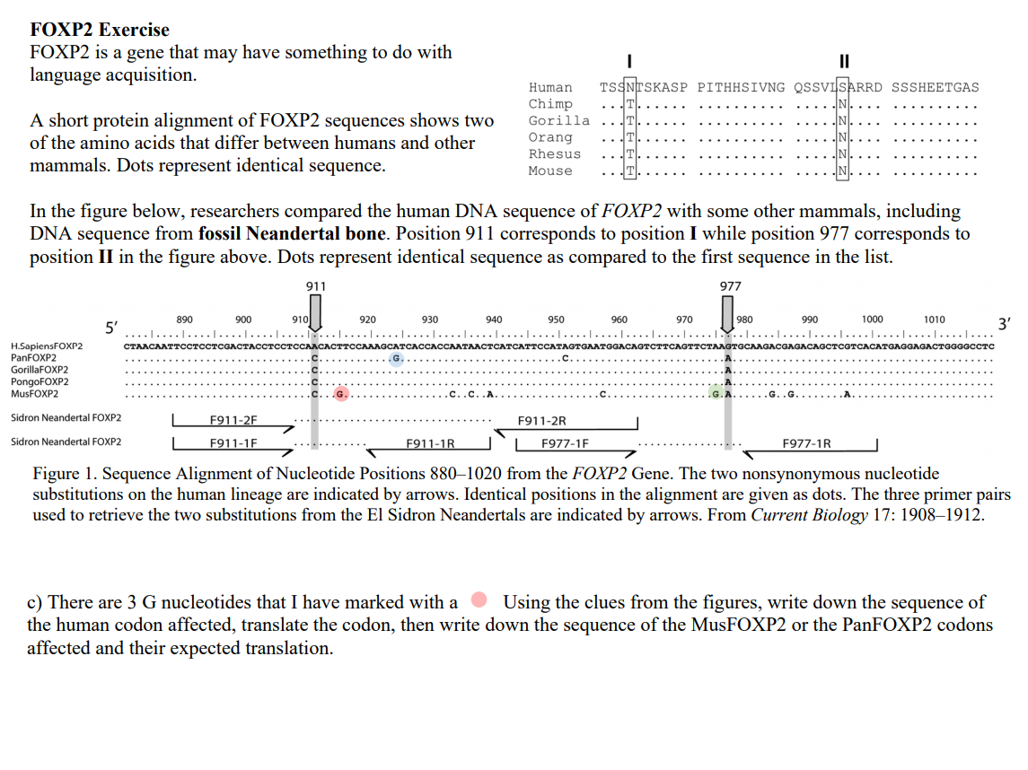 Solved FOXP2 Exercise FOXP2 is a gene that may have | Chegg.com