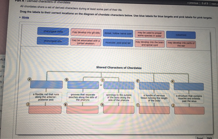 Solved PaRA-Derived characters of chordates s previous1 5 of | Chegg.com