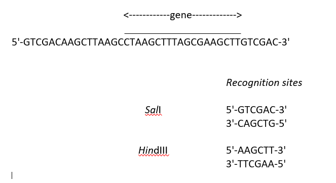 Solved 2. A DNA sequence is shown below, which includes a | Chegg.com