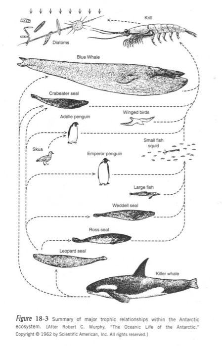 2. Trophic webs can be very complex and | Chegg.com