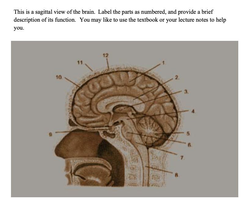 Labeled Sagittal Brain Model