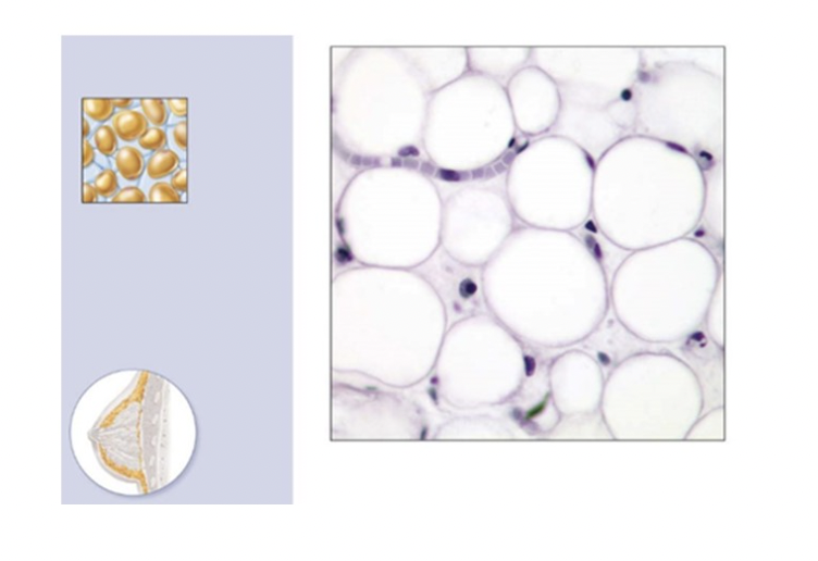 Solved Match the tissue shown with its function.option:1. | Chegg.com