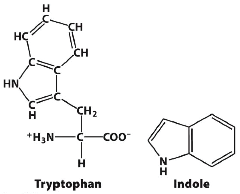 Solved Question 12 Why is Indole more likely to travel | Chegg.com