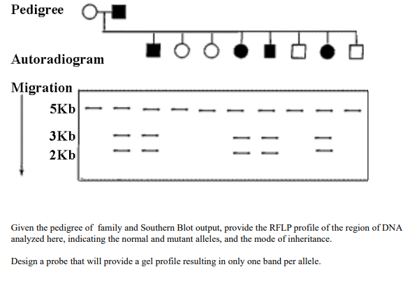 Solved Given the pedigree of family and Southern Blot | Chegg.com